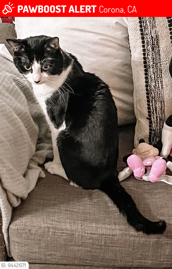 Corona, CA Lost Male Cat, Oreo Is Missing | PawBoost