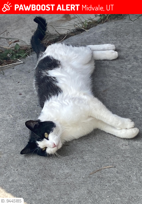 Midvale, UT Lost Male Cat, Tom Is Missing | PawBoost