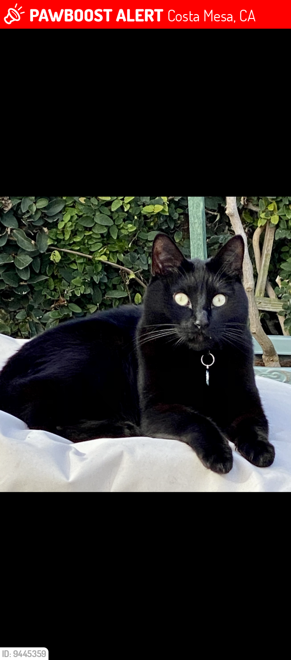 Costa Mesa, CA Lost Male Cat, Winston Is Missing | PawBoost