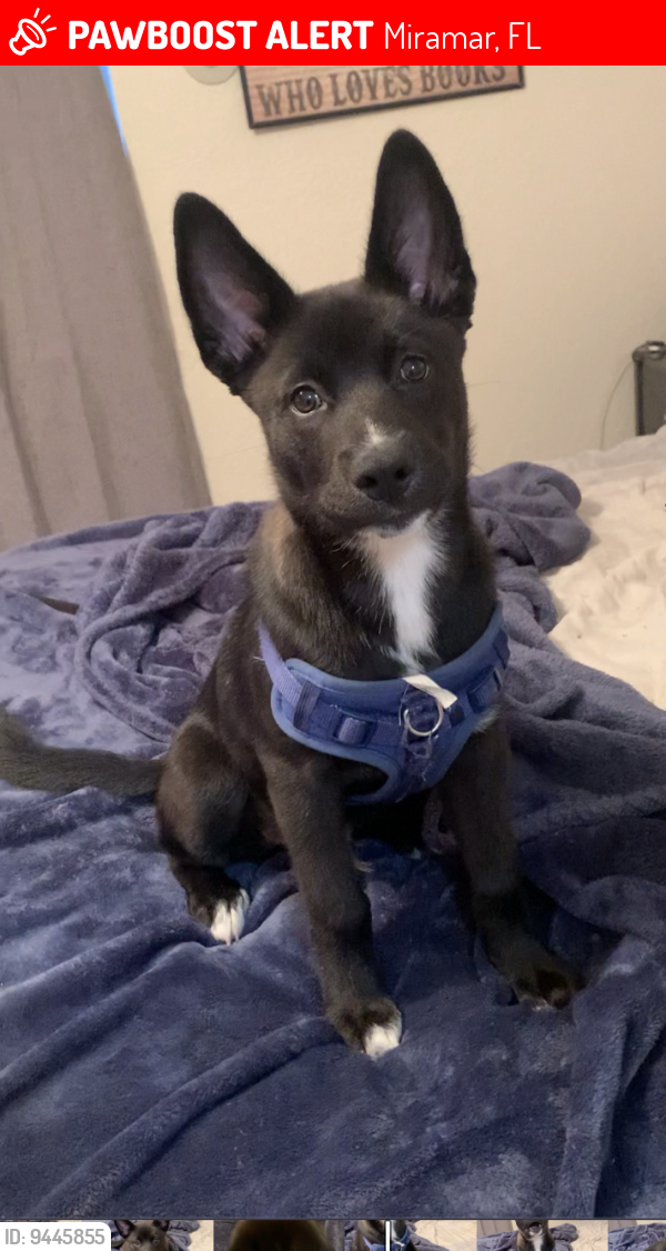Miramar, FL Lost Male Dog, Phoenix Is Missing | PawBoost