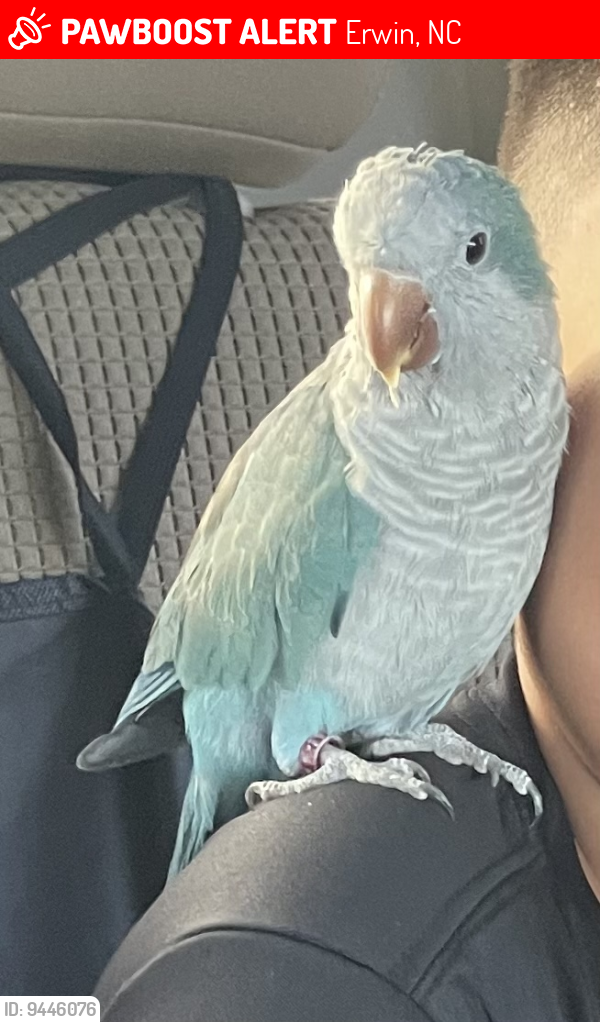 Erwin, NC Lost Male Bird, Jethro Is Missing | PawBoost
