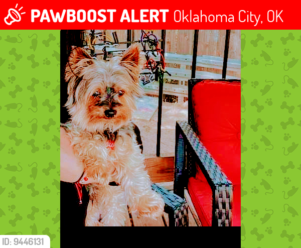 Oklahoma City, OK Lost Male Dog, LALO BEAR Is Missing | PawBoost