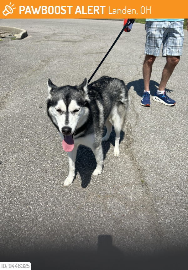 Landen, OH Stray Female Dog Found Near Landen Lake | PawBoost
