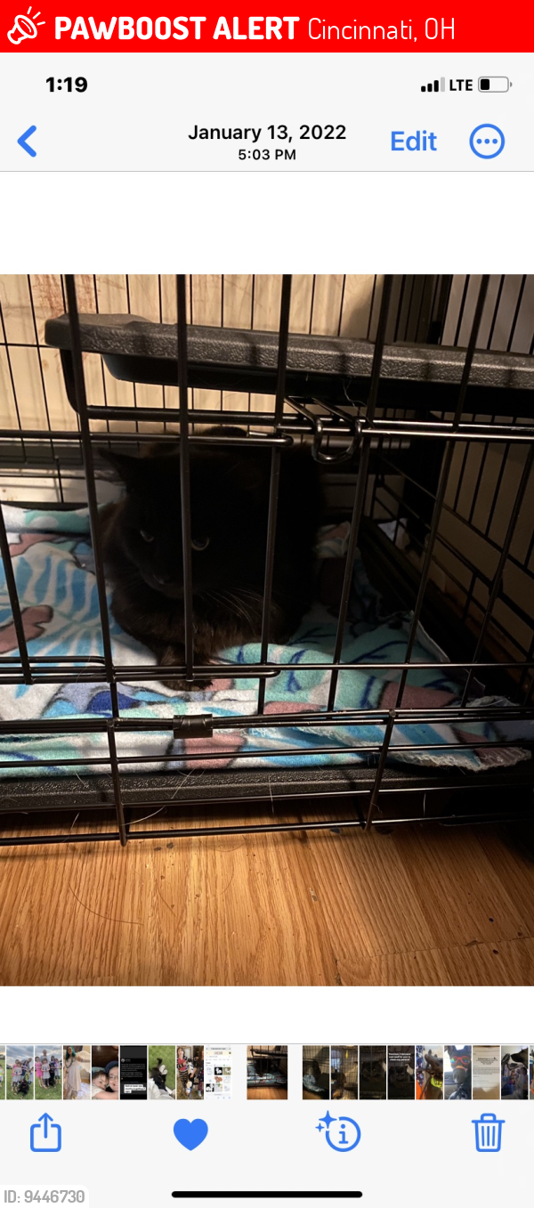 Sharonville, OH Lost Male Cat, Litten Is Missing | PawBoost