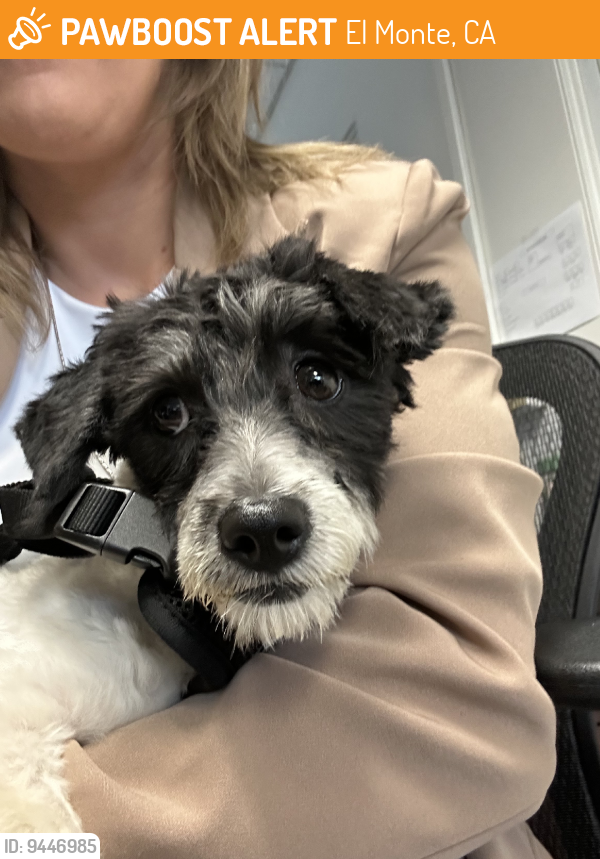 El Monte, CA Stray Female Dog Found Near Esto | PawBoost