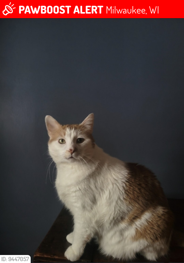 Milwaukee, WI Lost Male Cat, Abraham Is Missing | PawBoost
