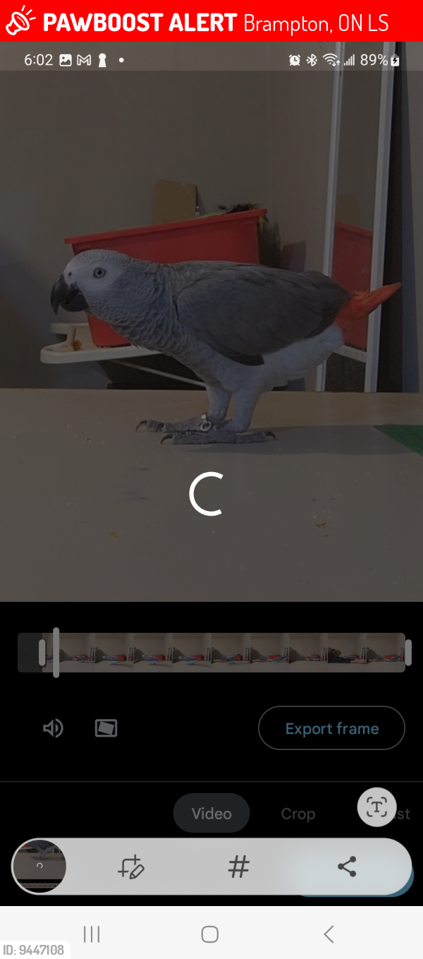 Brampton, ON Lost Bird, Jako Is Missing | PawBoost
