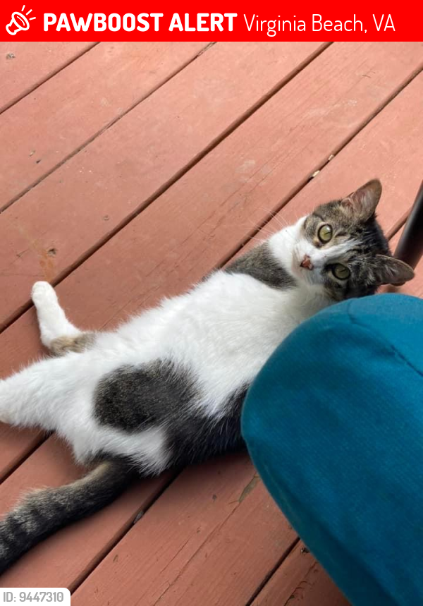 Virginia Beach, VA Lost Female Cat, Sushi Is Missing | PawBoost