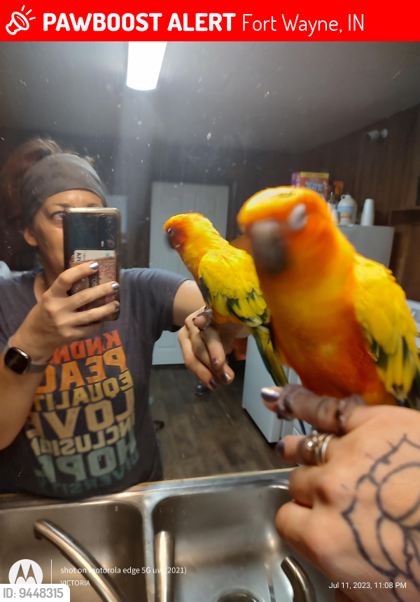 Fort Wayne, IN Lost Male Bird, Citrus Is Missing | PawBoost