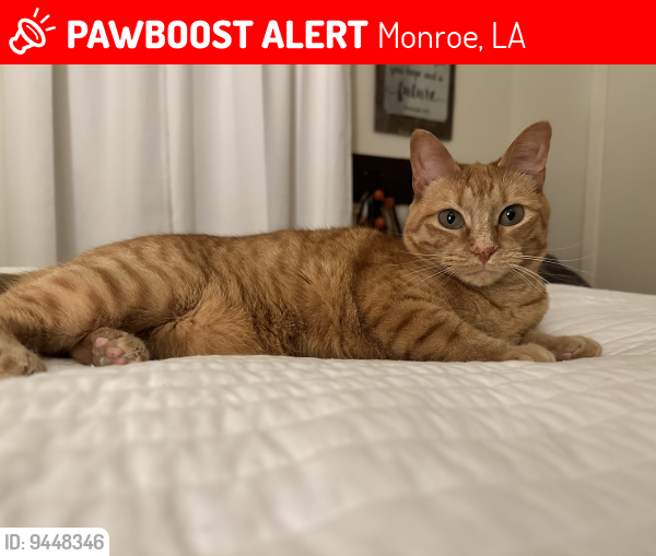 Monroe, LA Lost Female Cat, Boo Is Missing | PawBoost