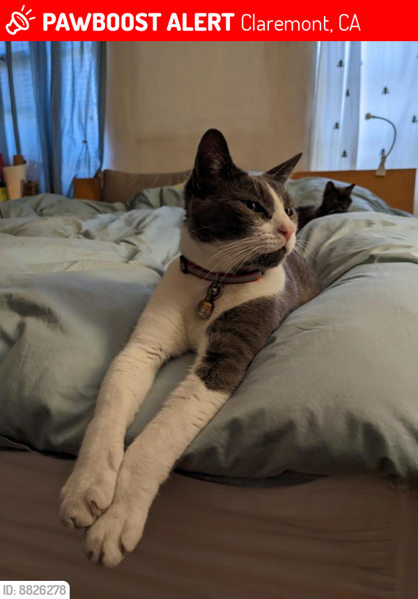 Claremont, CA Lost Male Cat, Chidi Is Missing | PawBoost