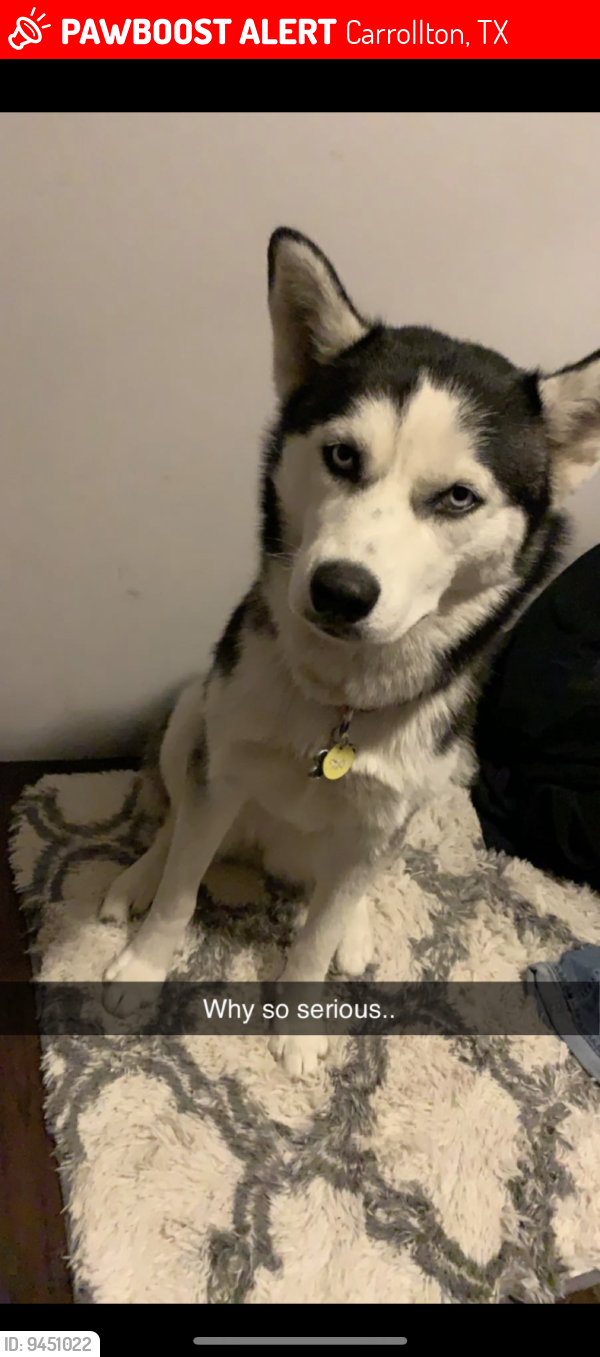 Why So Serious Dog