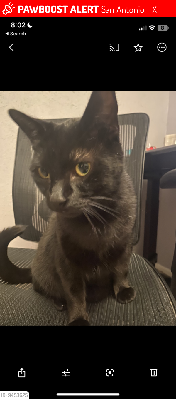 San Antonio, TX Lost Male Cat, Loki Is Missing | PawBoost