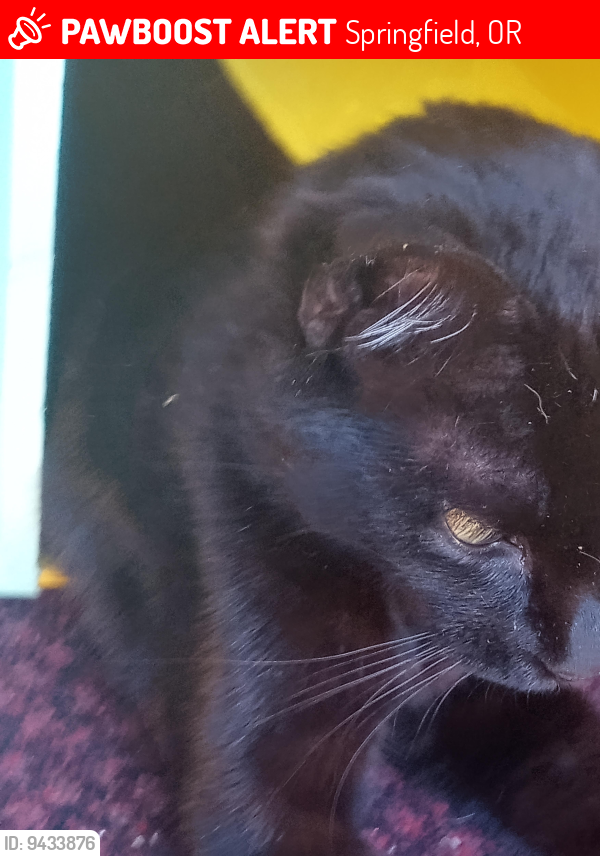 Springfield, OR Lost Female Cat, No Tail Is Missing | PawBoost