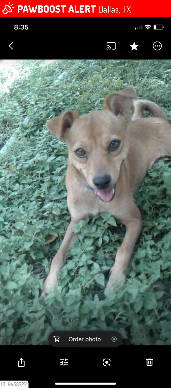 Dallas, TX Lost Male Dog, Lik Is Missing | PawBoost