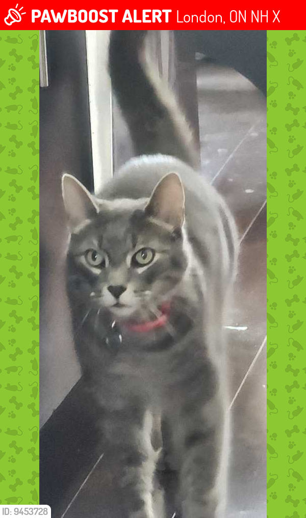 London, ON Lost Male Cat, Leo Is Missing | PawBoost