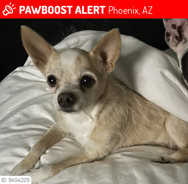 Phoenix, AZ Lost Female Dog, Fefe Is Missing | PawBoost