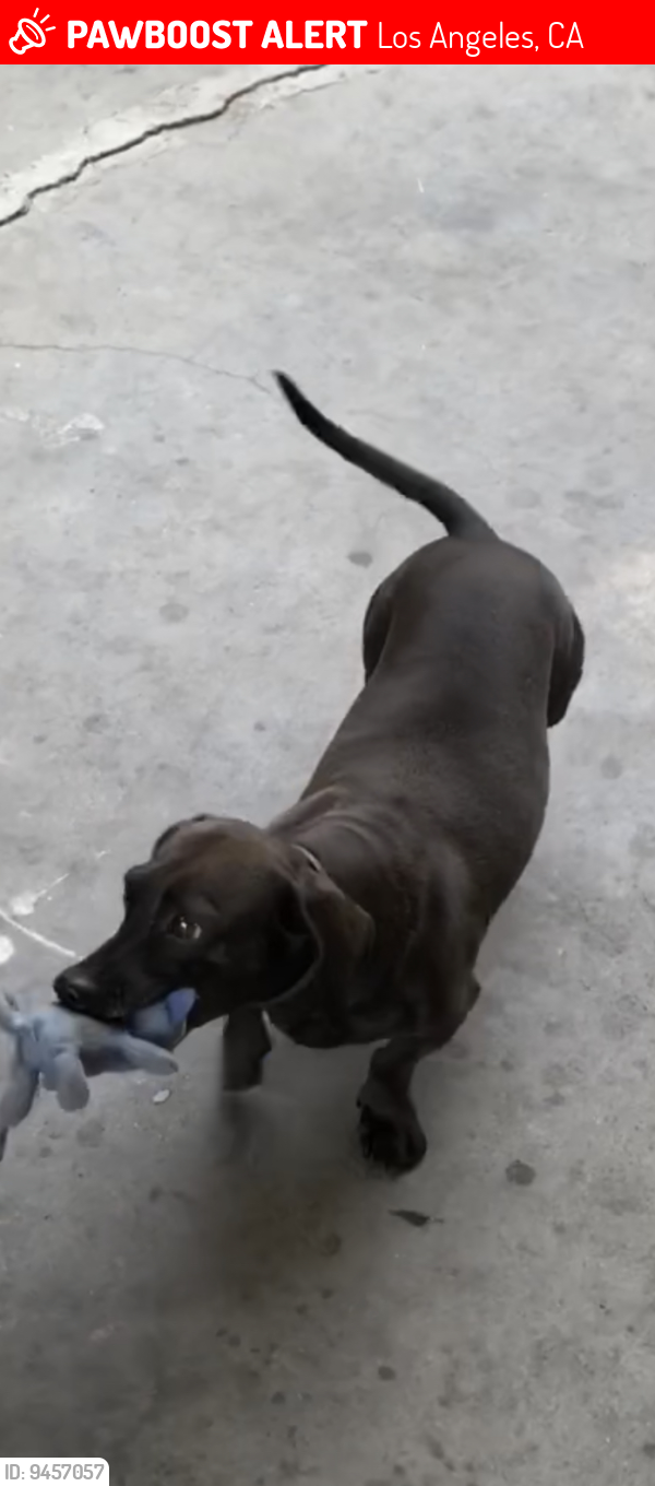 Los Angeles, CA Lost Male Dog, Max Is Missing | PawBoost