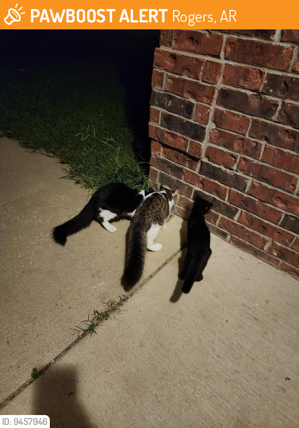 Rogers, AR Stray Cat Found Near Cerca de la escuela primaria | PawBoost