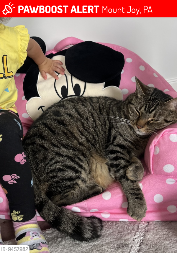 Mount Joy, PA Lost Male Cat, Billy Is Missing | PawBoost