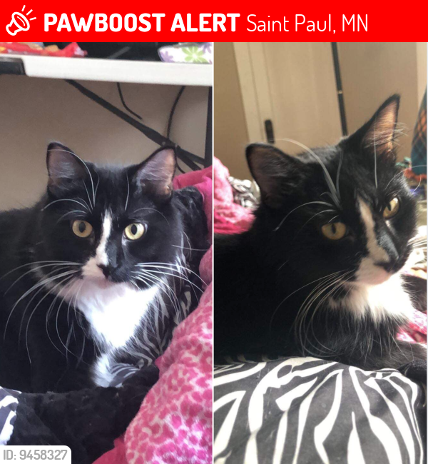 Saint Paul, MN Lost Female Cat, Oreo/er Is Missing | PawBoost