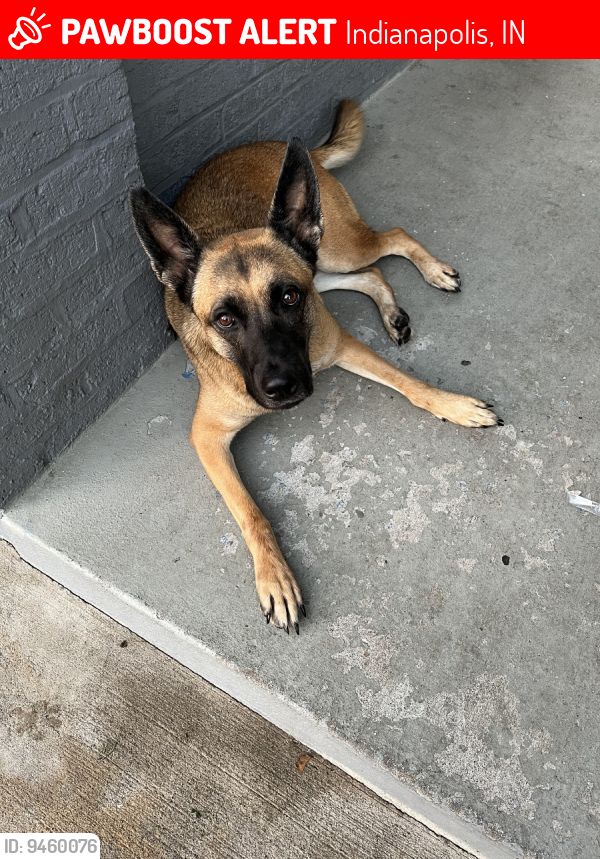 Indianapolis, IN Lost Female Dog, Zurie Is Missing | PawBoost
