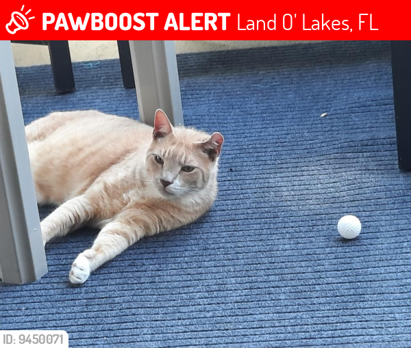 Land O' Lakes, FL Lost Male Cat, Hempi Is Missing | PawBoost