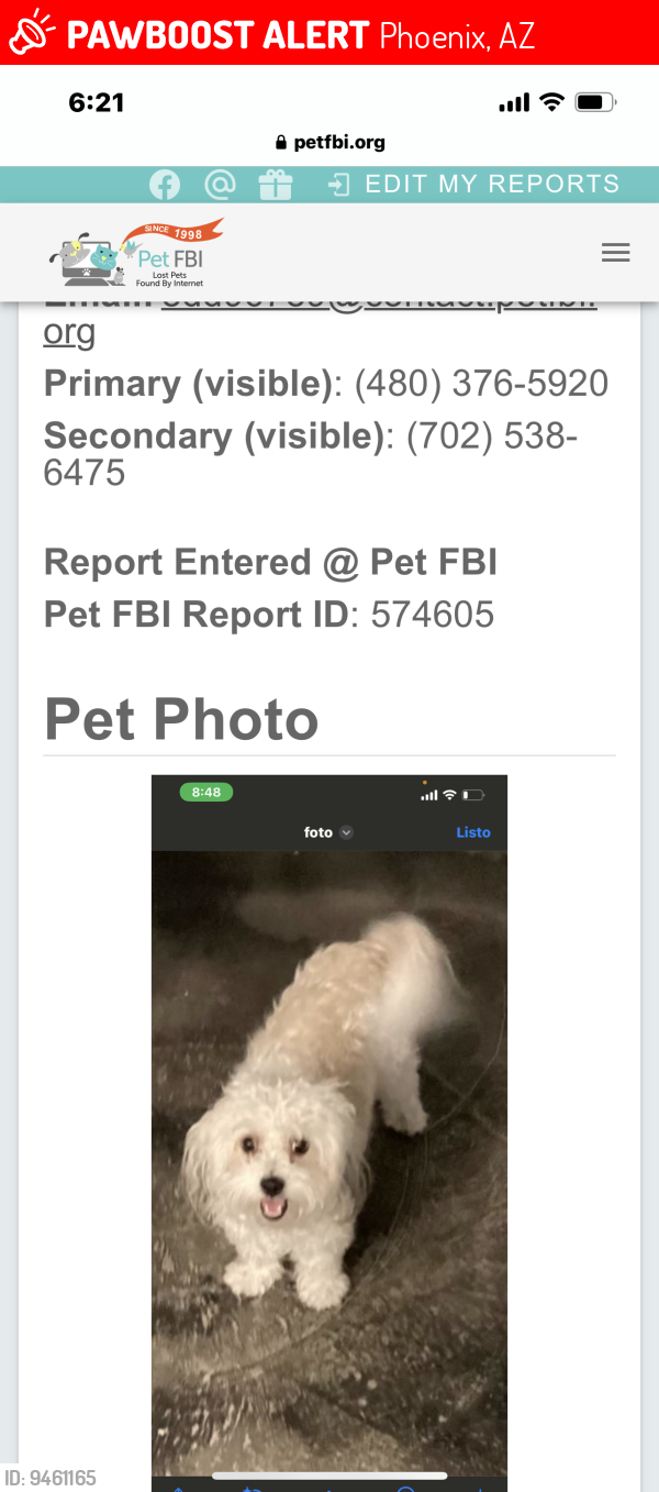 Phoenix, AZ Lost Female Dog, Bella Is Missing | PawBoost
