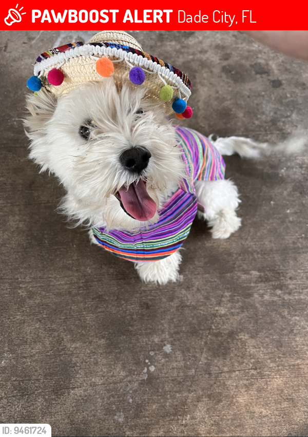 Dade City, FL Lost Male Dog, Benji Is Missing | PawBoost