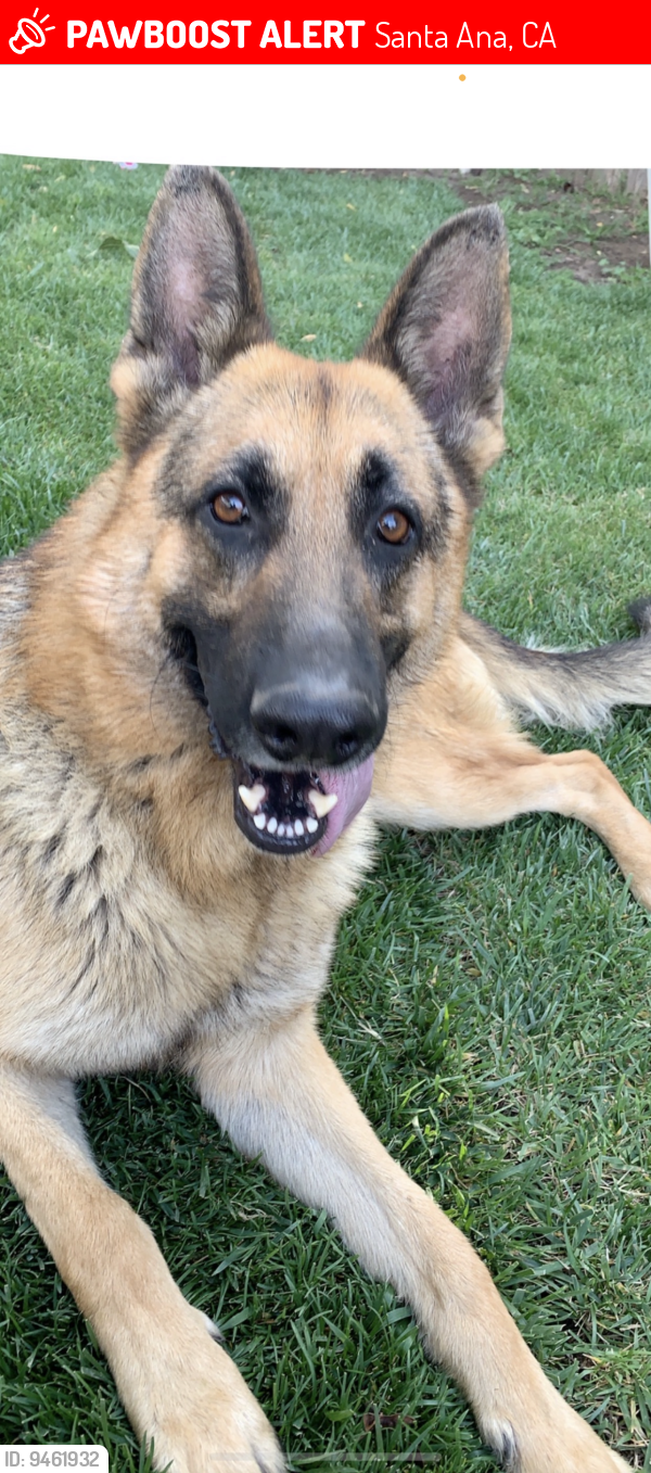 Santa Ana, CA Lost Male Dog, Rocket Is Missing | PawBoost