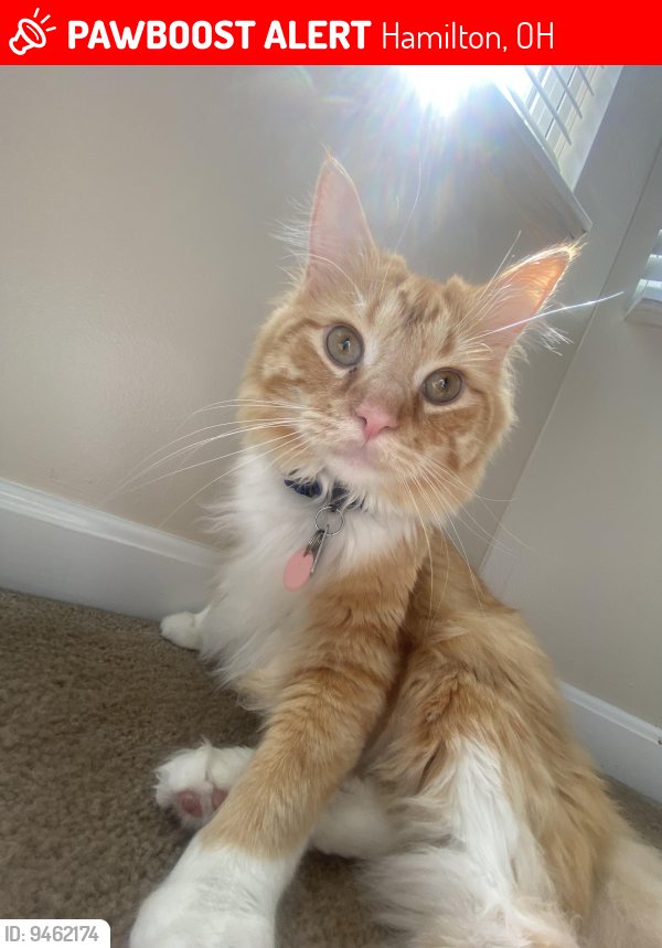 Hamilton, OH Lost Male Cat, Simba Is Missing | PawBoost