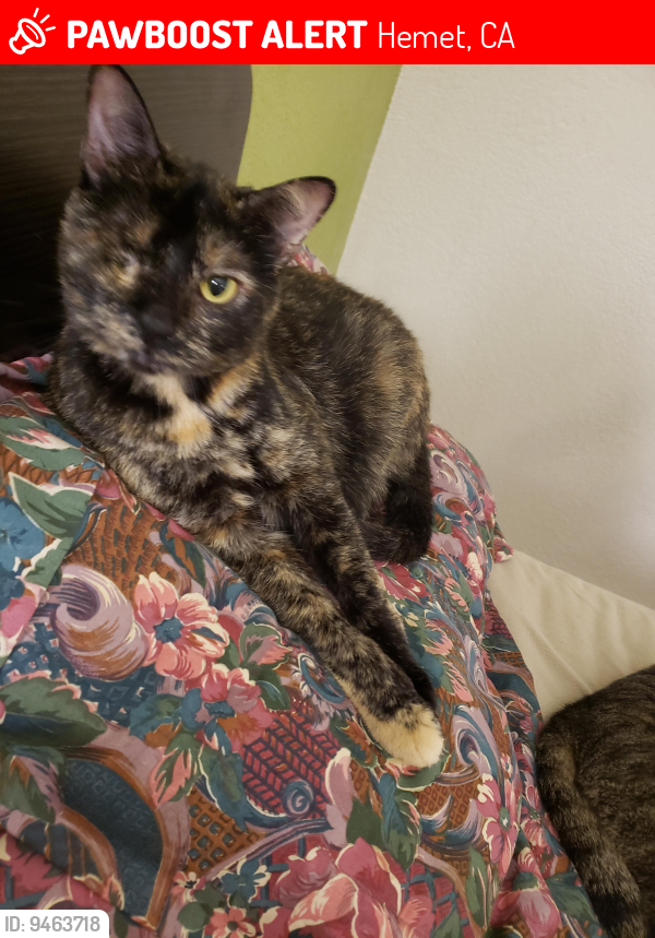 Hemet, CA Lost Female Cat, Mia Pia Is Missing | PawBoost