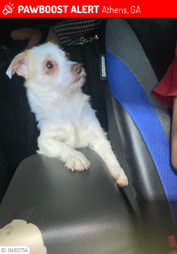 Athens, GA Lost Female Dog, Kloe Is Missing | PawBoost