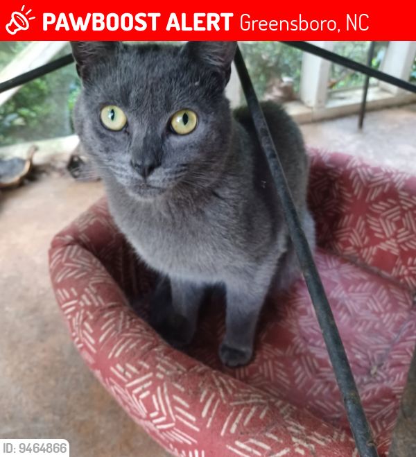 Greensboro, NC Lost Male Cat, Boaz Is Missing | PawBoost