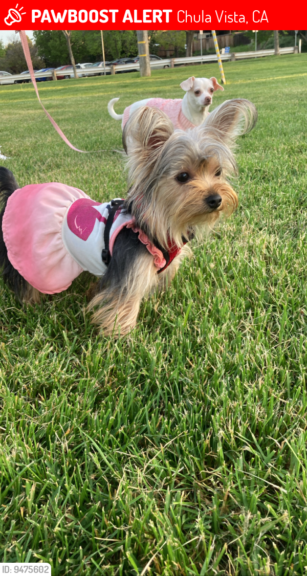Chula Vista, CA Lost Female Dog, Bella Is Missing | PawBoost