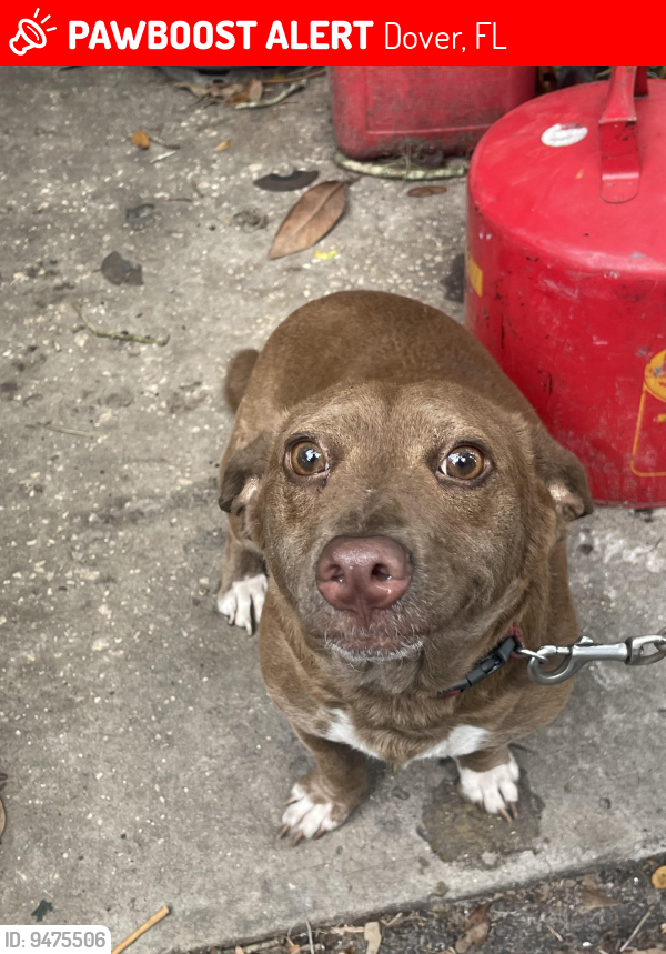 Dover, FL Lost Female Dog, Cinnamon Is Missing | PawBoost