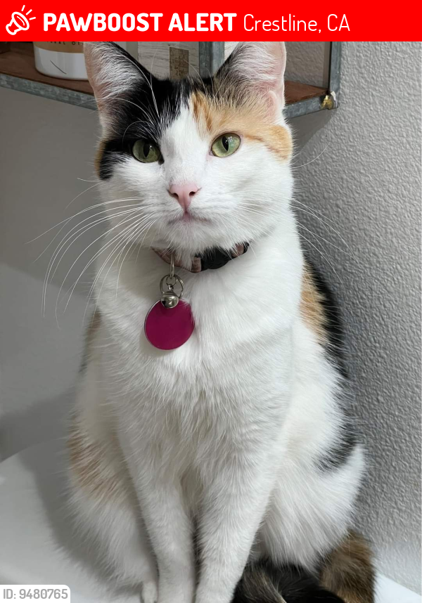 Crestline, CA Lost Female Cat, Bonnie Blue Is Missing | PawBoost