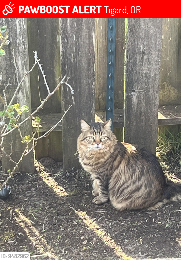 Tigard, OR Lost Female Cat, Opal Is Missing | PawBoost