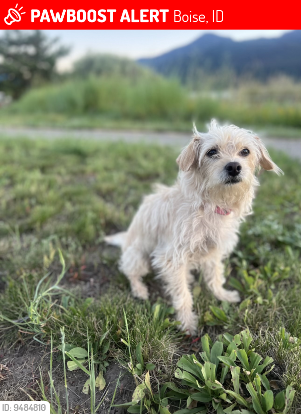 Boise, ID Lost Female Dog, Tweety Is Missing | PawBoost