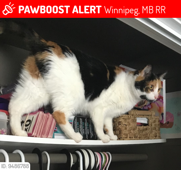 Winnipeg, MB Lost Female Cat, Misty Is Missing | PawBoost
