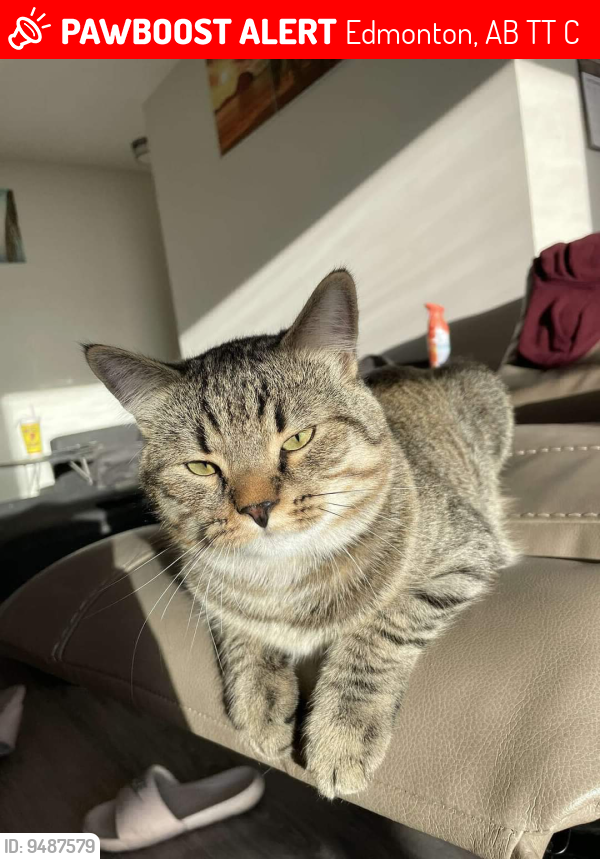 Edmonton, AB Lost Male Cat, MILO Is Missing | PawBoost