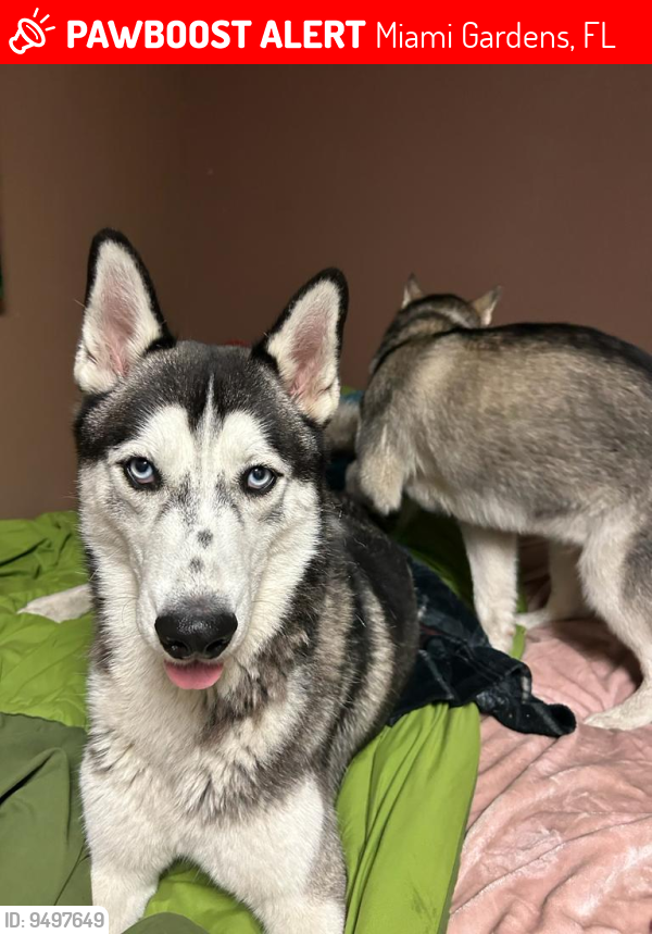 Miami Gardens, FL Lost Male Dog, Blue Is Missing | PawBoost