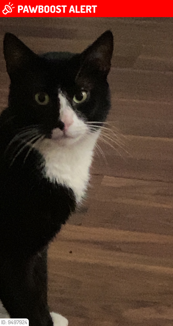 Greater London, England Lost Male Cat, Oreo Is Missing | PawBoost