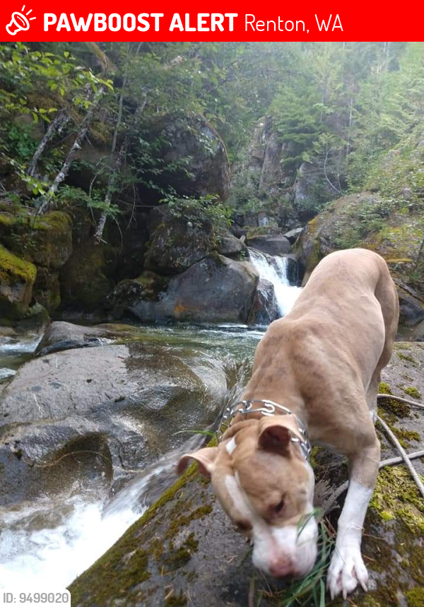 Renton, WA Lost Male Dog, Rex Is Missing | PawBoost
