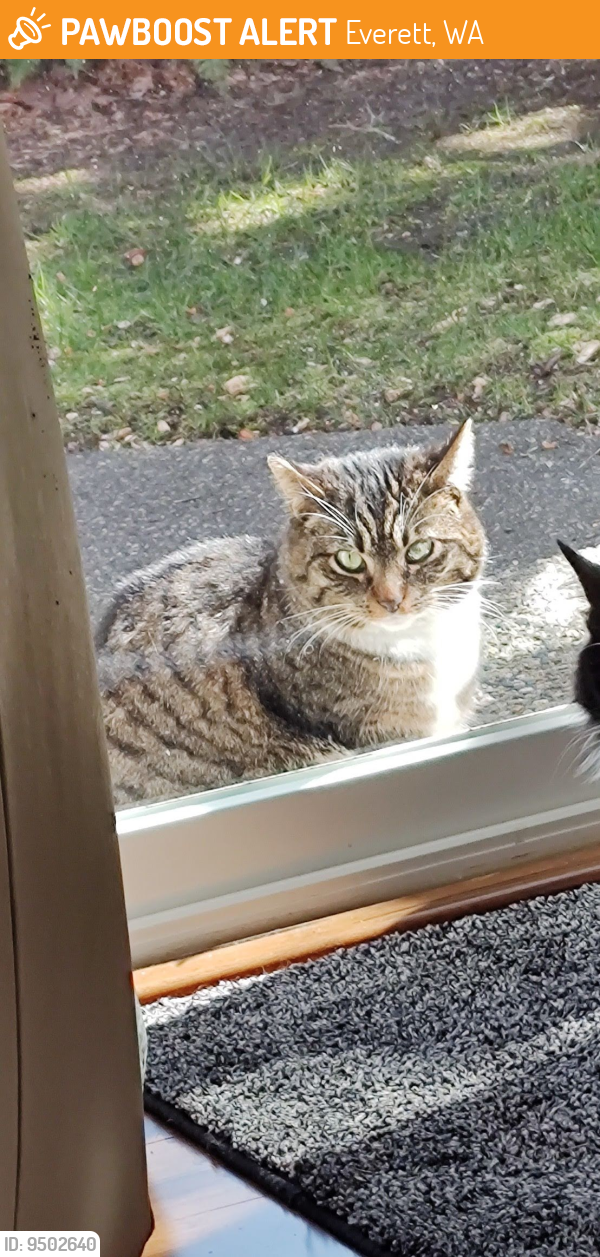 Everett, WA Stray Female Cat Found Near 112th SW and 8th pl W Everett, Washington | PawBoost