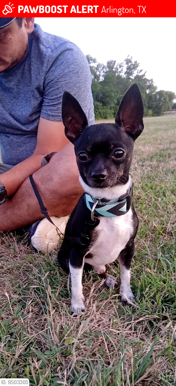 Arlington, TX Lost Male Dog, Popi Is Missing | PawBoost