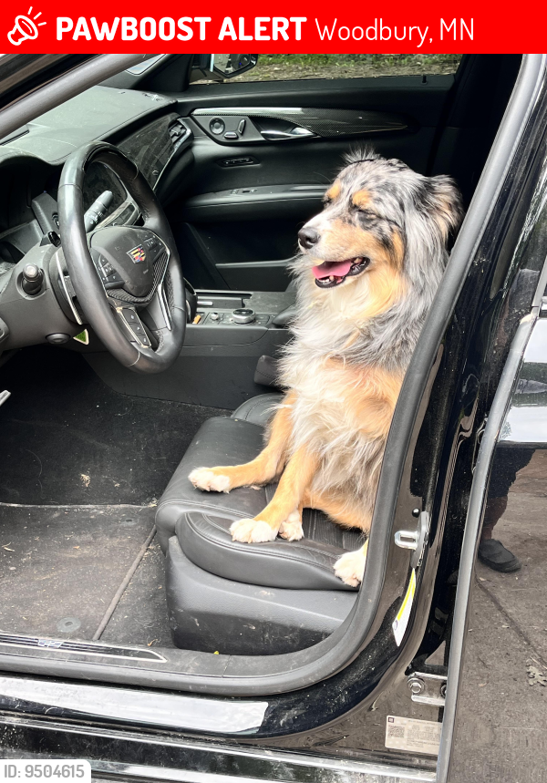 Woodbury, MN Lost Female Dog, Nakita Is Missing | PawBoost