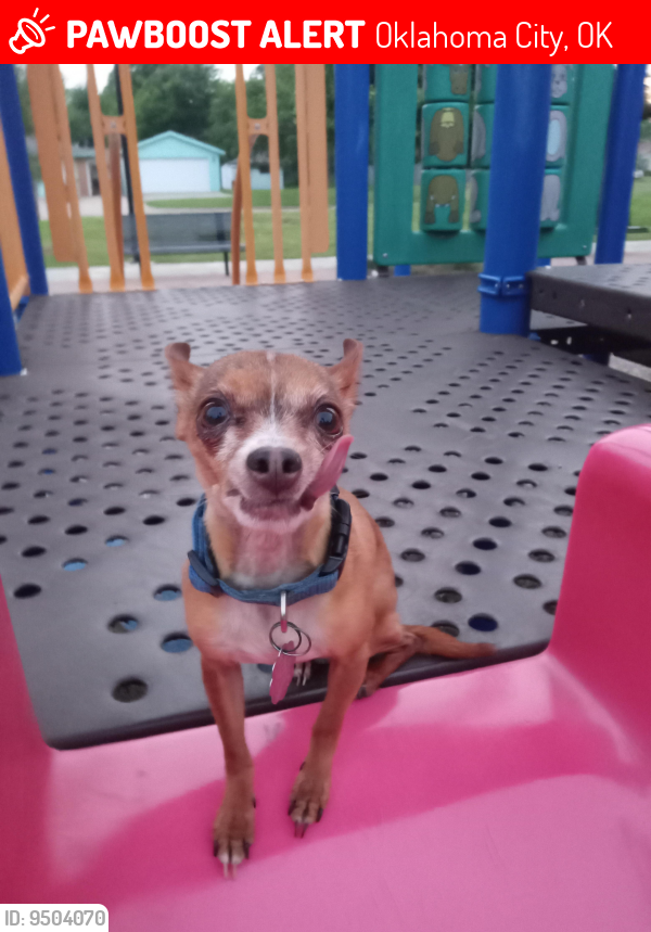 Oklahoma City, OK Lost Male Dog, Taz Is Missing | PawBoost