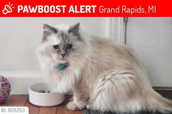 Grand Rapids, MI Lost Female Cat, Shiba Is Missing | PawBoost