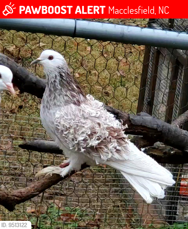 Macclesfield, NC Lost Bird, Ruby Is Missing | PawBoost